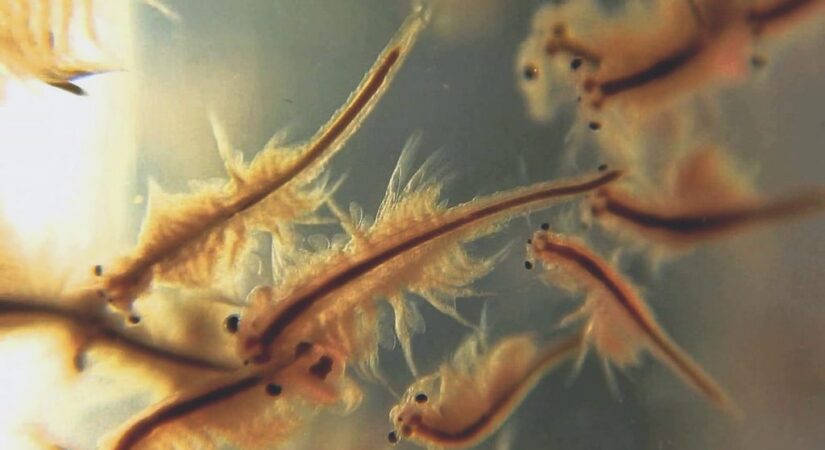 Beautiful Brine Shrimp! – Jellyfish Aquarium